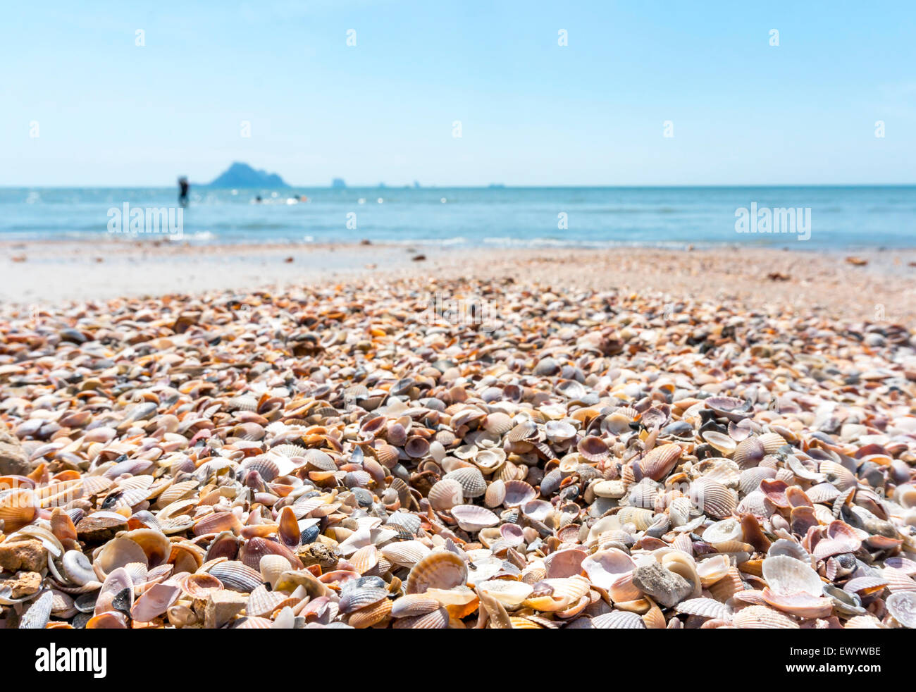 Shells at seashore Stock Photo - Alamy