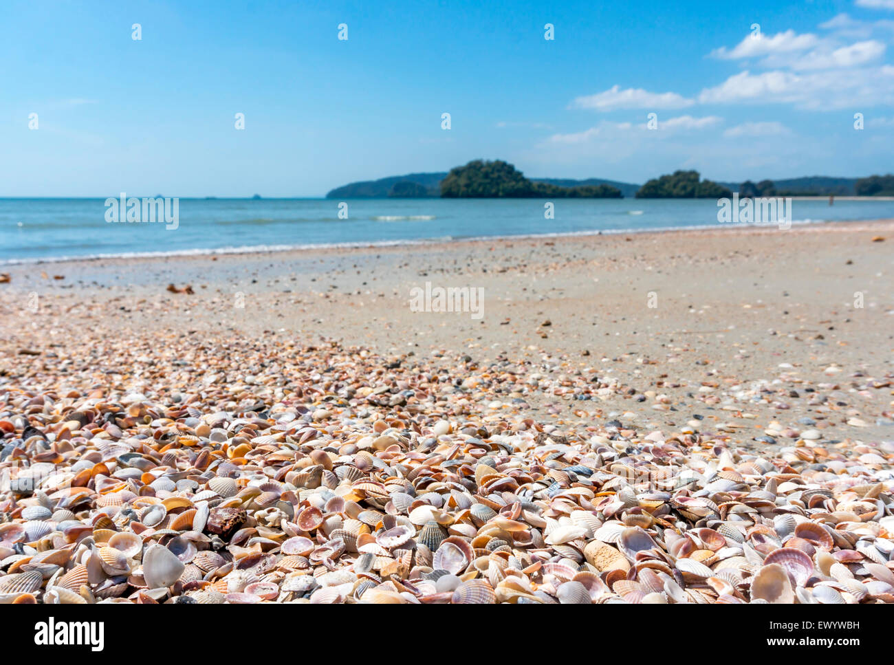 Beach shells at sea shore Stock Photo - Alamy