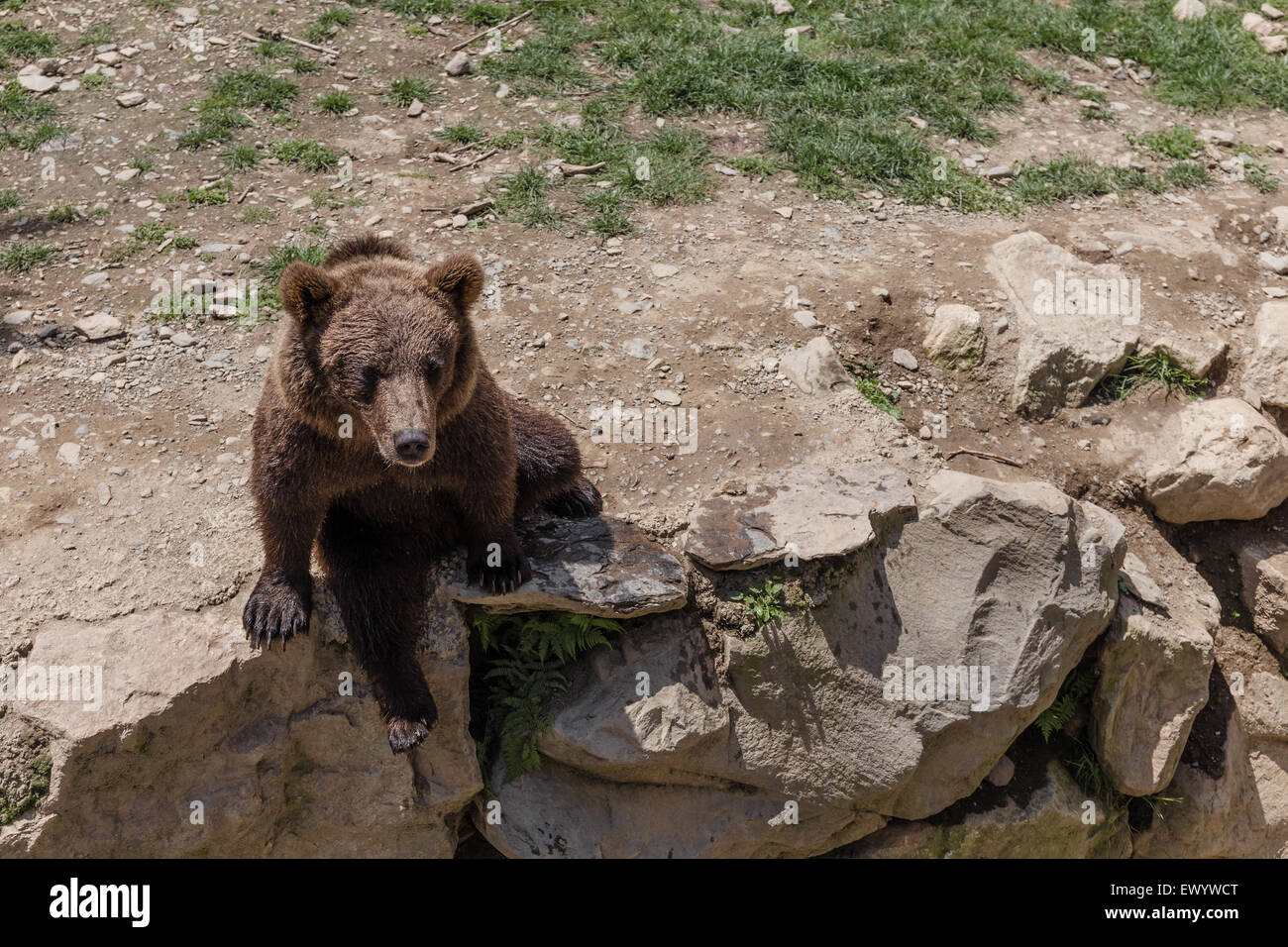 Sit bear hi-res stock photography and images - Alamy