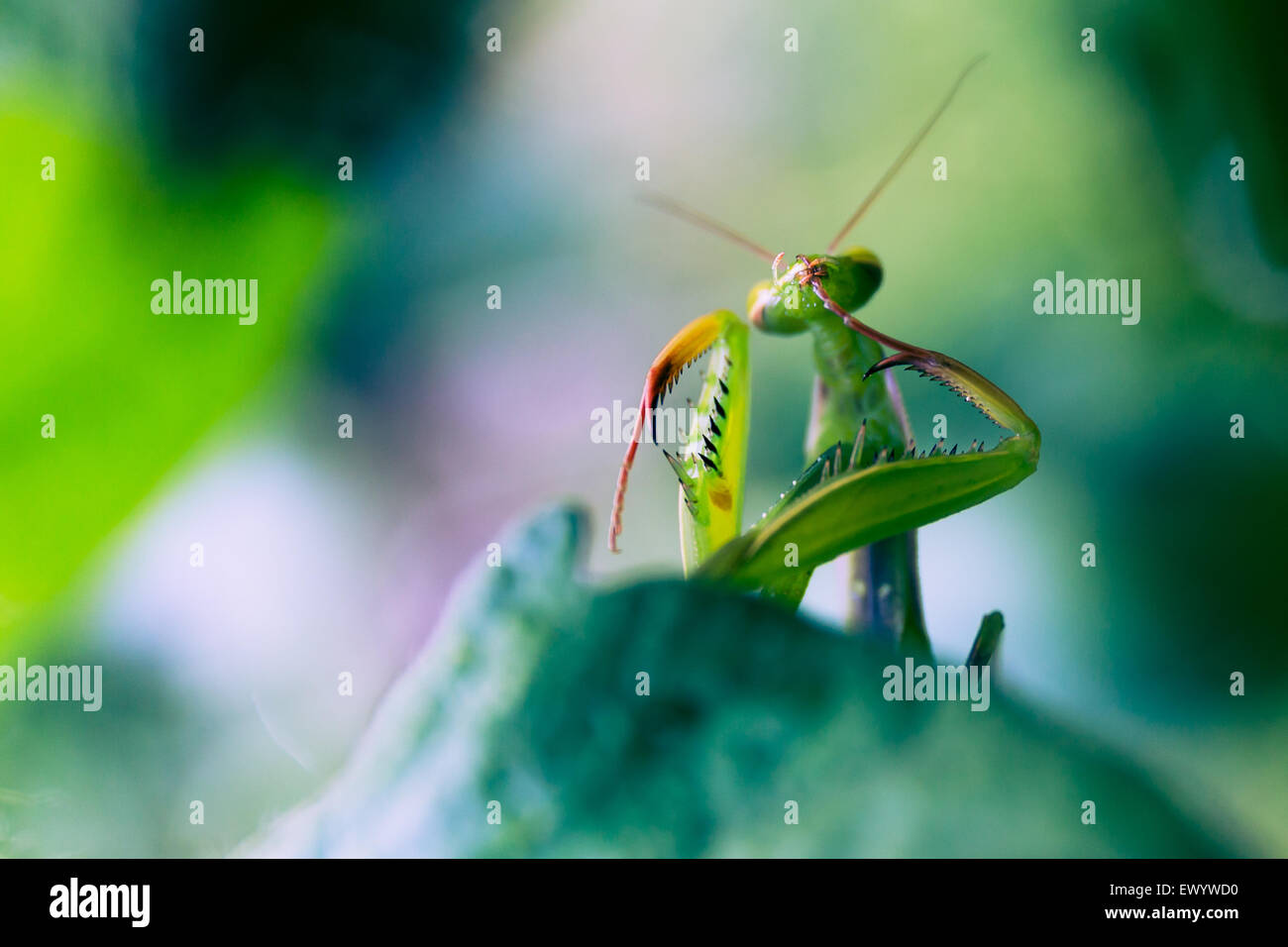 Green mantis hi-res stock photography and images - Alamy