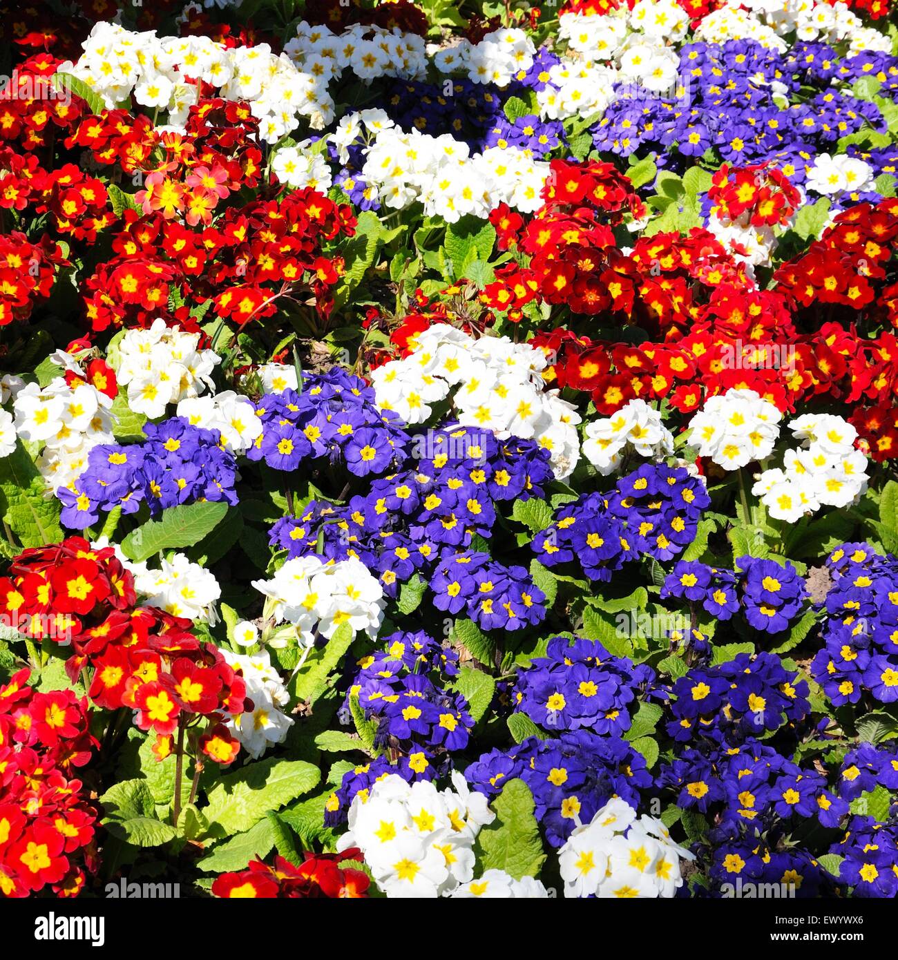 Mixed coloured Primroses nature background Stock Photo - Alamy