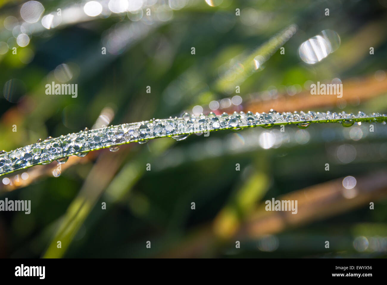 Dewdrops on grass Stock Photo - Alamy