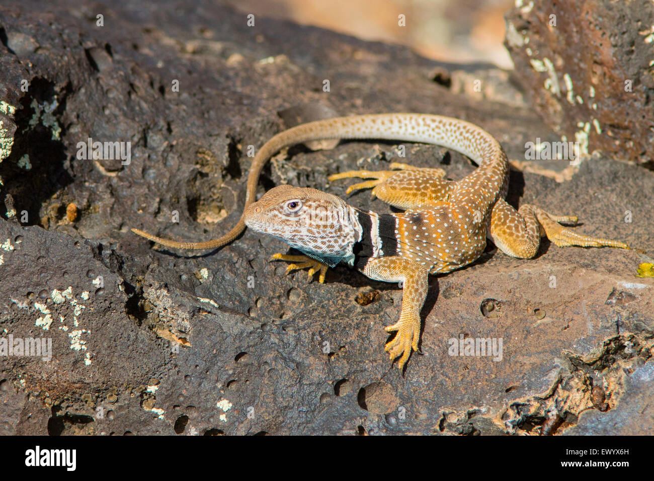 Great basin collared lizard hi-res stock photography and images - Alamy