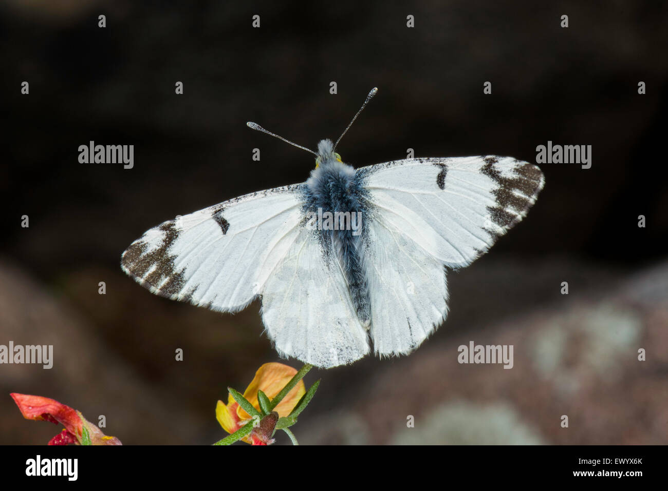 Butterfly wings hi-res stock photography and images - Alamy