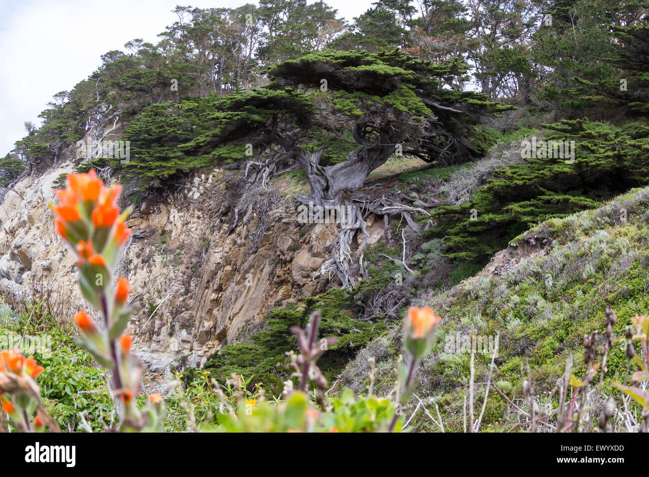 beautiful cyprus tree in a cliff on the California coast Stock Photo ...