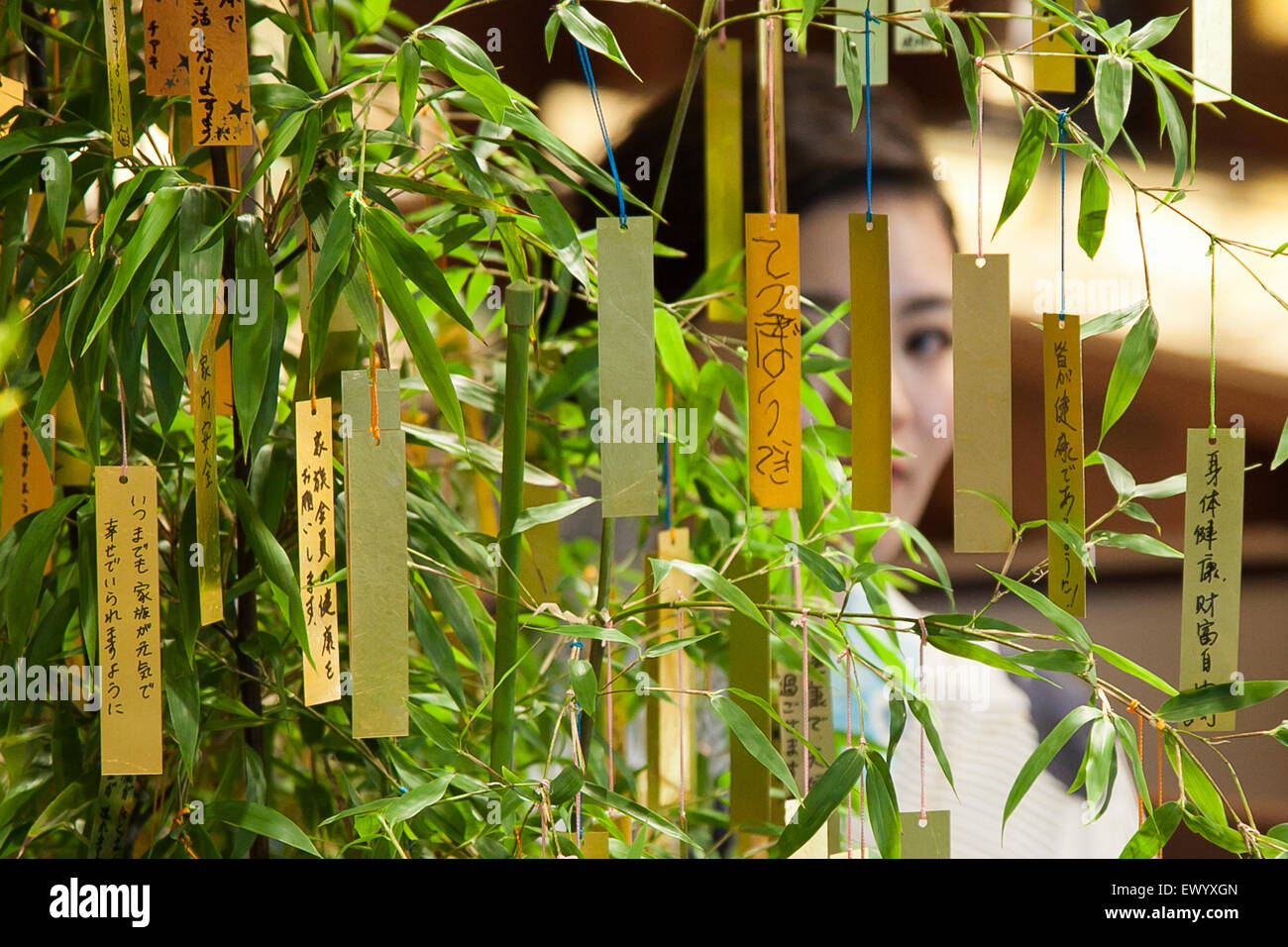 A member of staff wearing traditional Japanese kimono looks at a bamboo ...