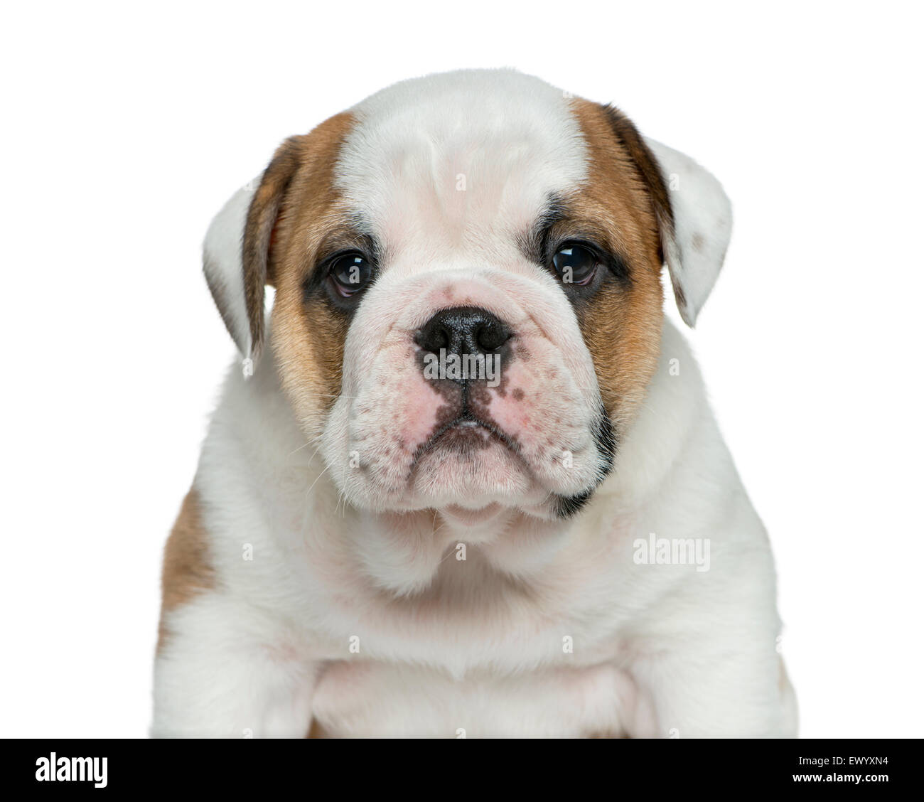 English bulldog puppy in front of white background Stock Photo - Alamy