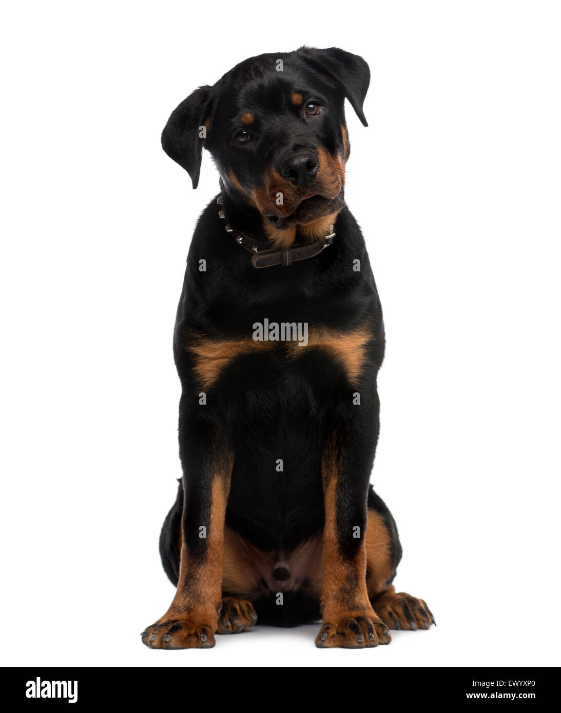 How Big Should My 9 Month Old Rottweiler Be
