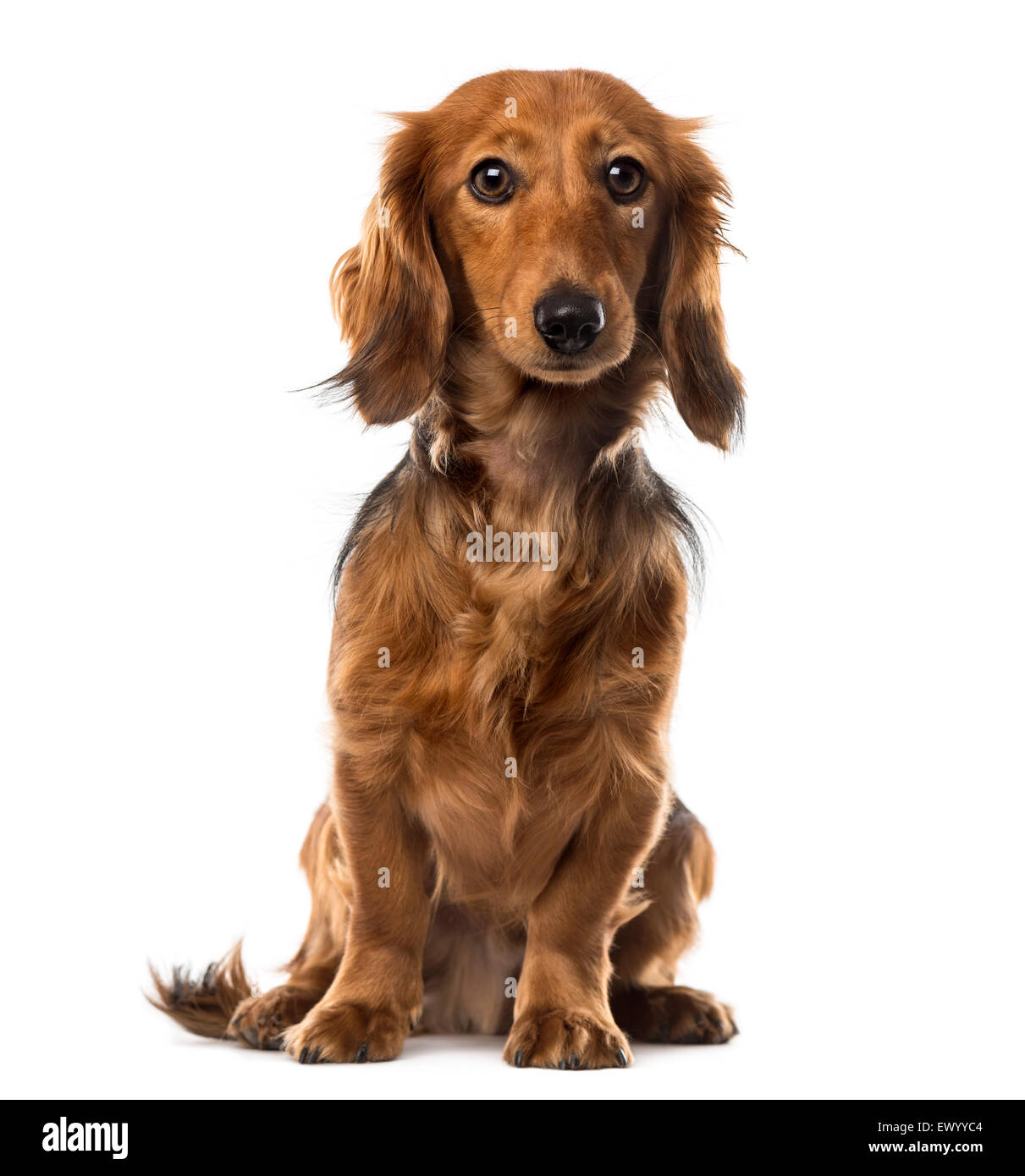 Portrait cute dachshund dog Cut Out Stock Images & Pictures - Alamy