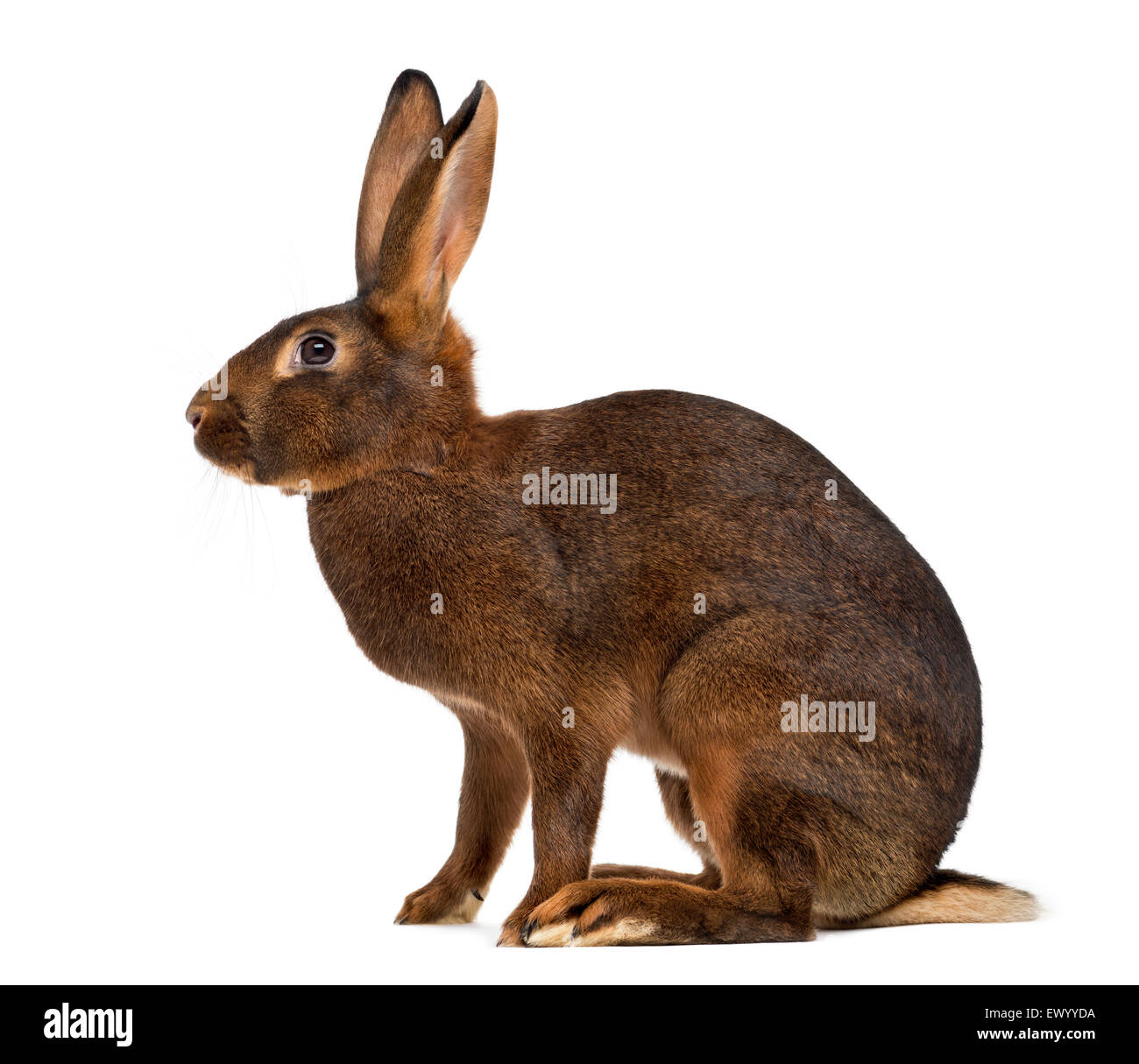Hare cut out hi-res stock photography and images - Alamy