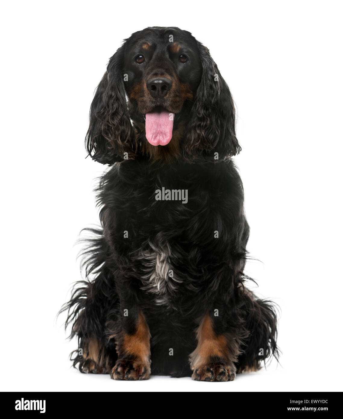 American Cocker Spaniel (4 years old) in front of a white background ...
