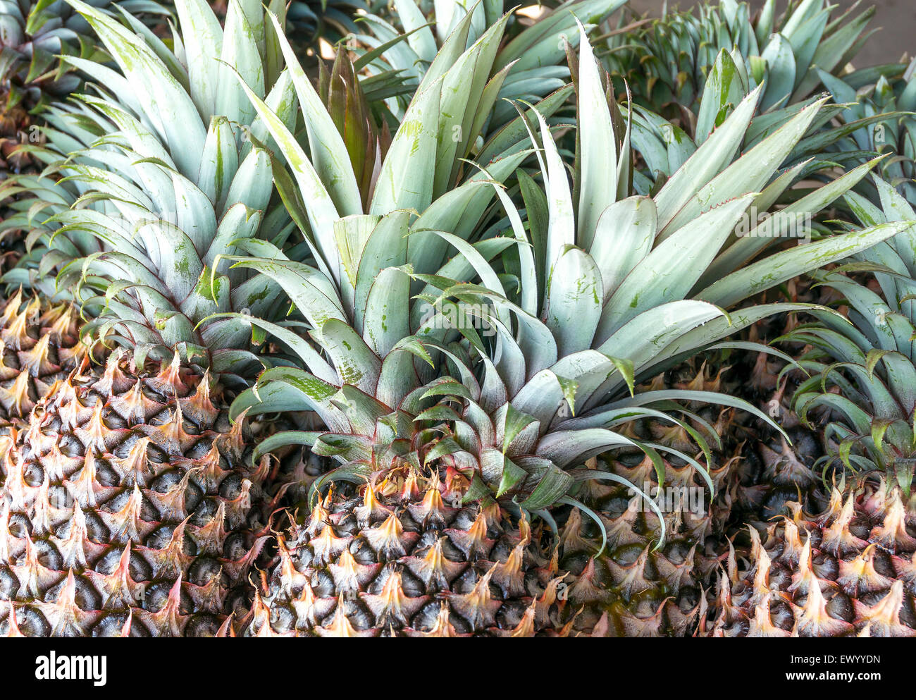 Sharp pineapple hi-res stock photography and images - Alamy