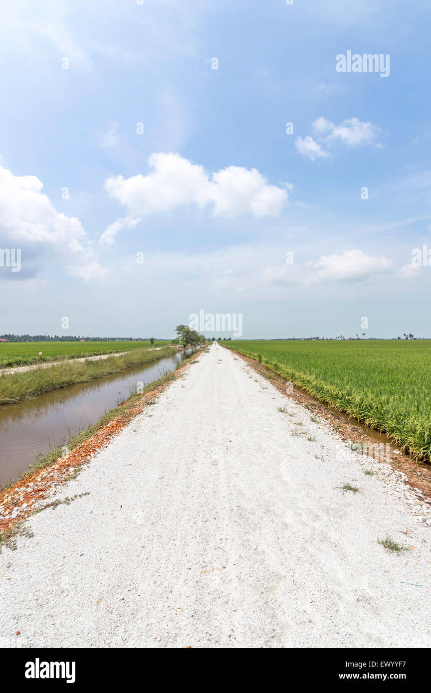 countryside road through paddy field Stock Photo - Alamy