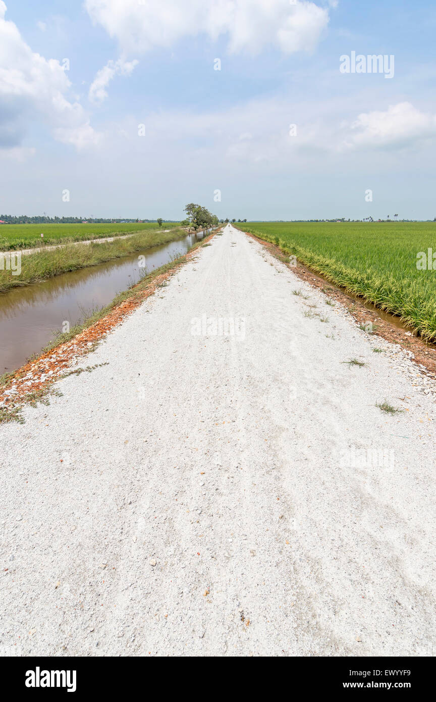 countryside road through paddy field Stock Photo - Alamy