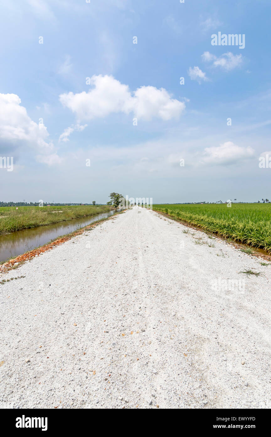 countryside road through paddy field Stock Photo - Alamy