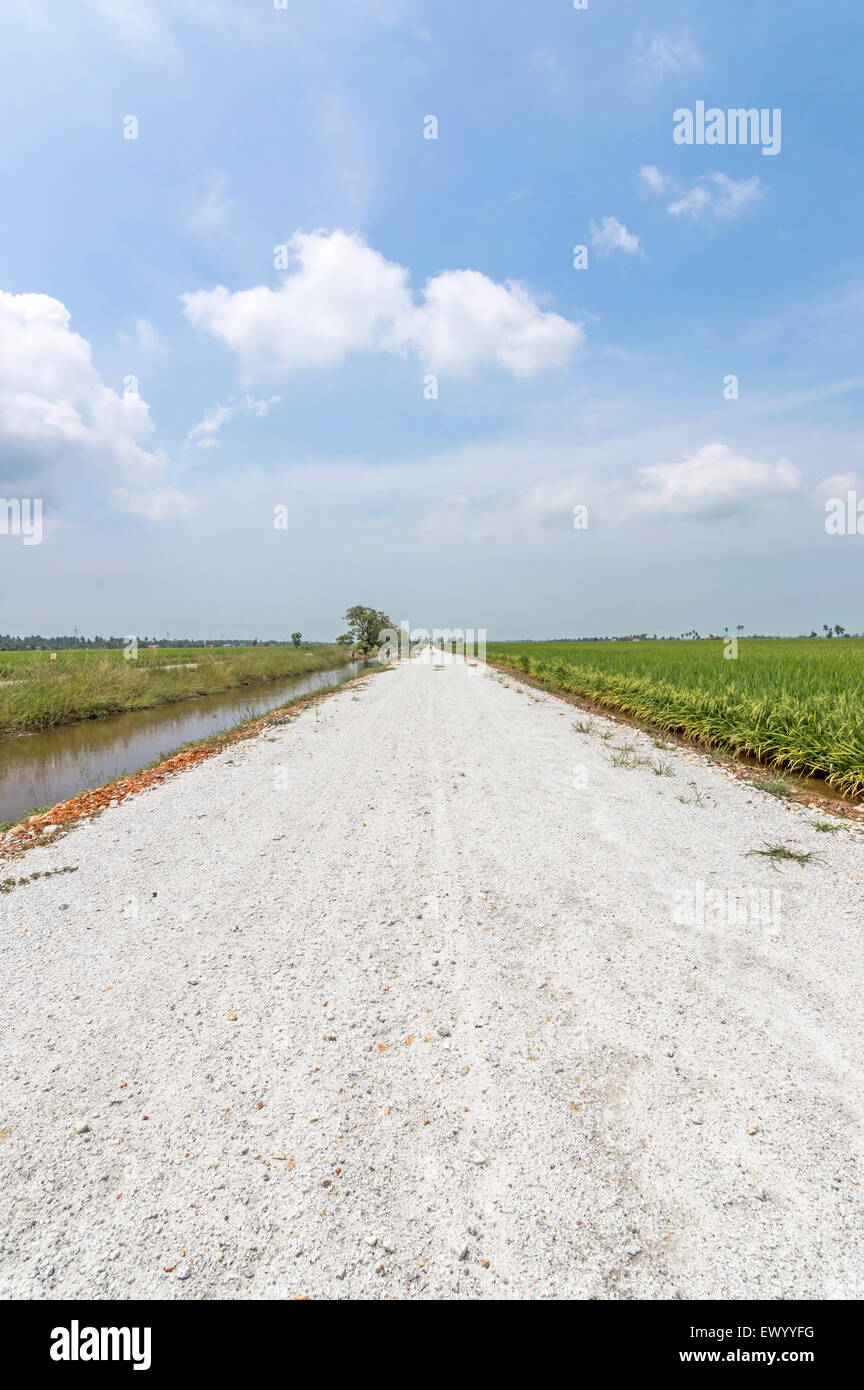 countryside road through paddy field Stock Photo - Alamy