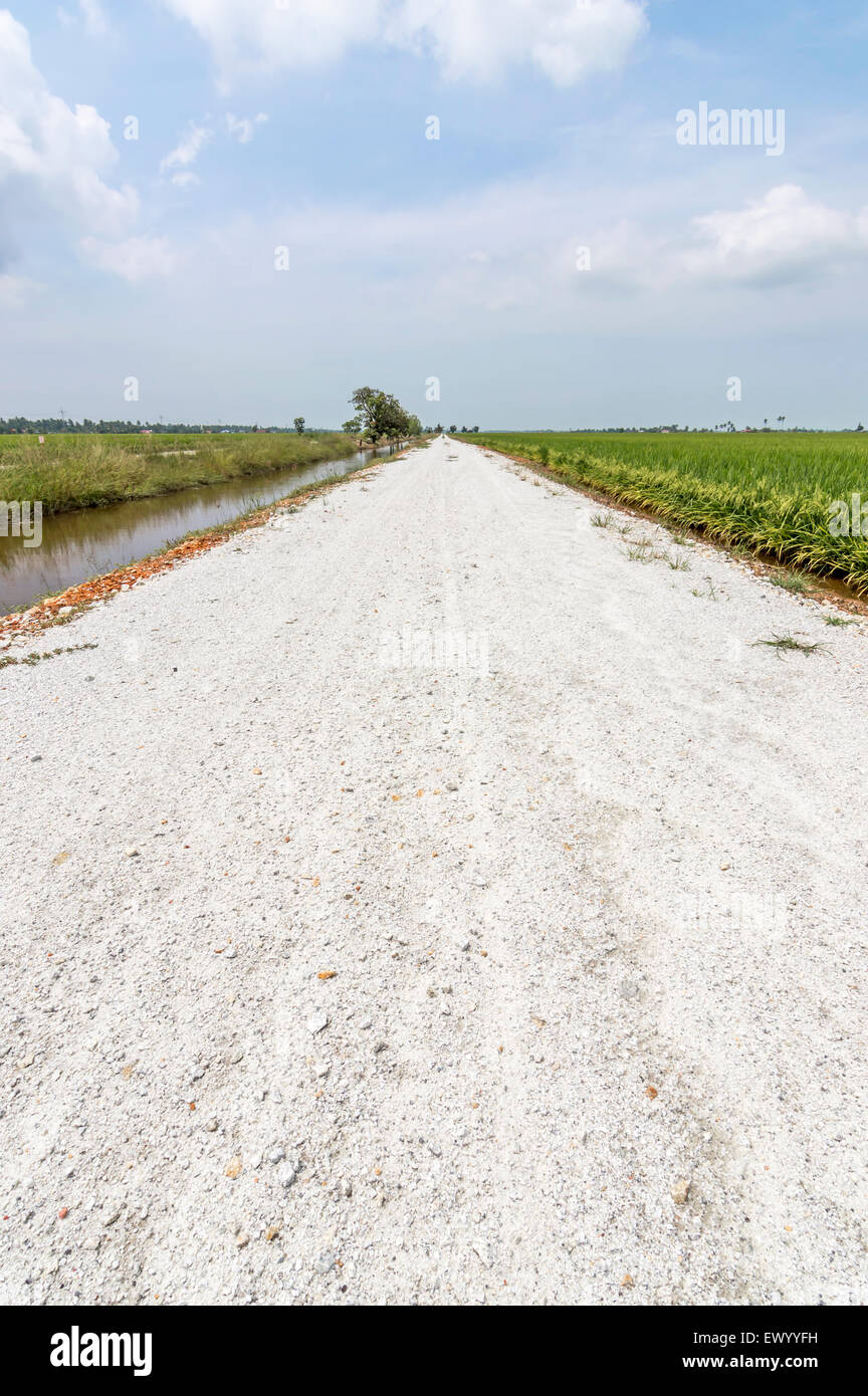 countryside road through paddy field Stock Photo - Alamy