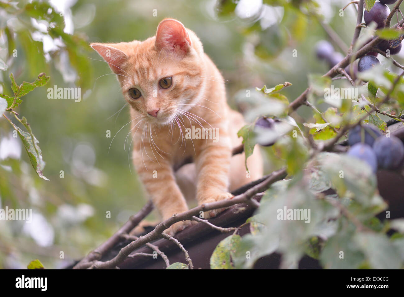 Young domestic cat (Felis silvestris catus) on shed roof, between plum ...