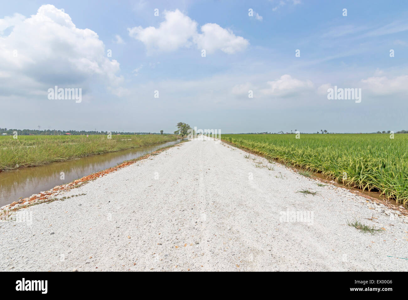 countryside road through paddy field Stock Photo - Alamy