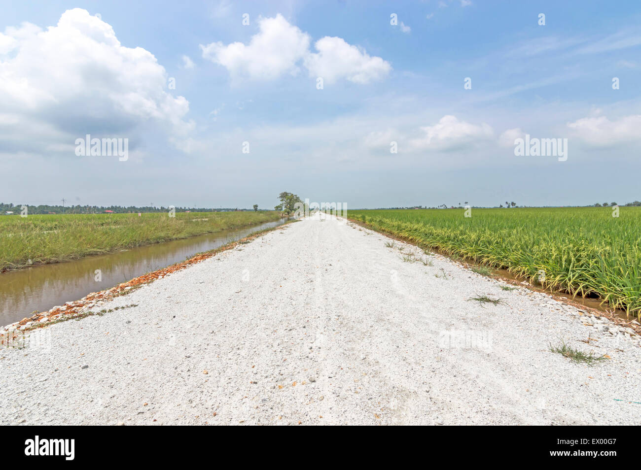 countryside road through paddy field Stock Photo - Alamy