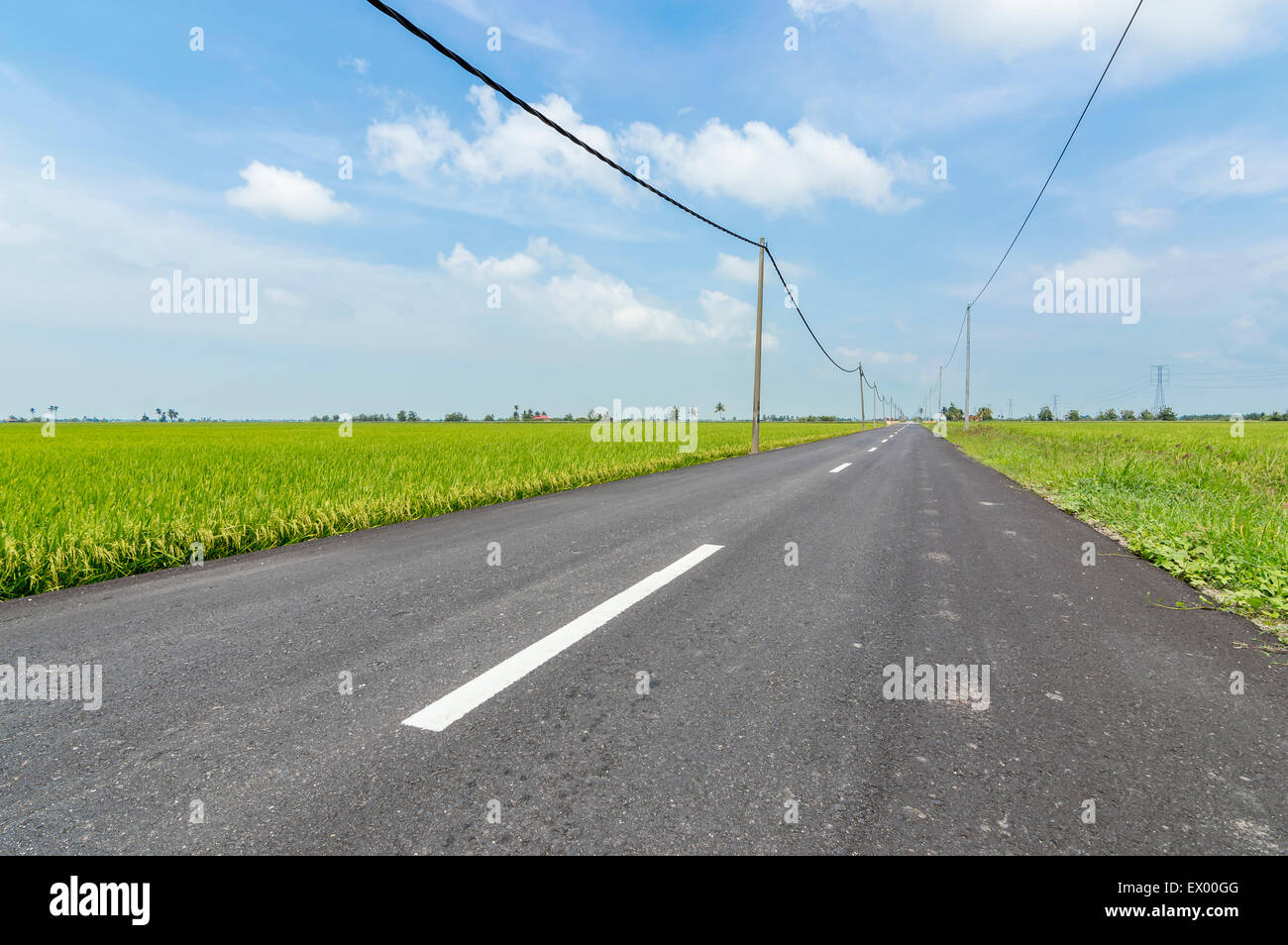 Countryside road through paddy filed Stock Photo - Alamy