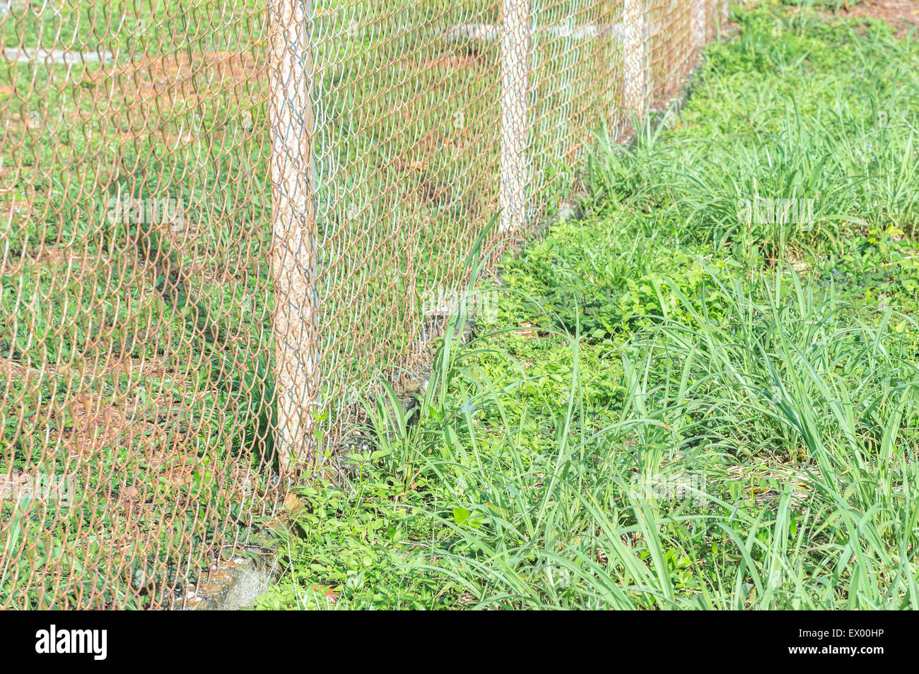 Iron chain fence with green grass Stock Photo - Alamy
