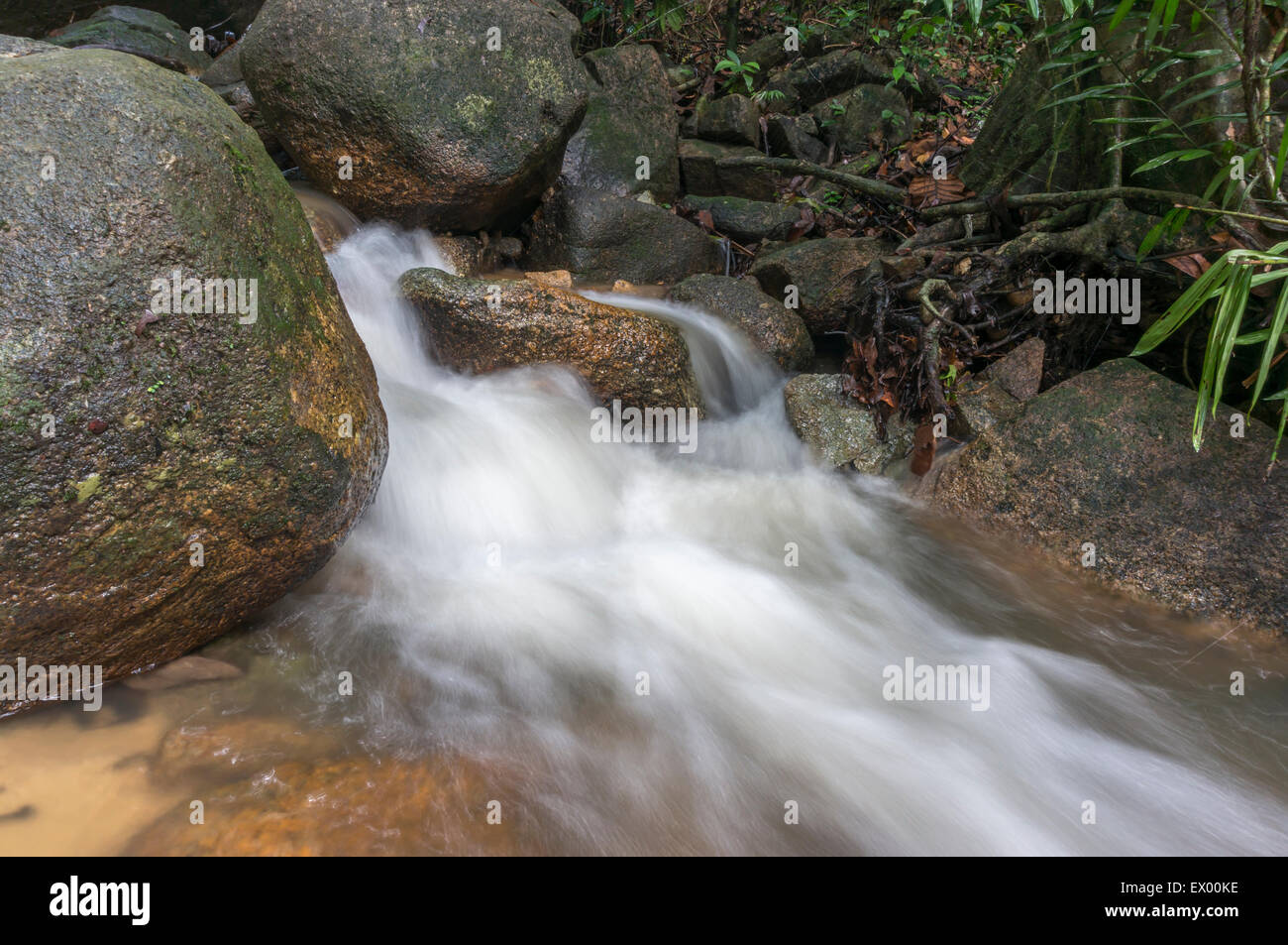 Water stream at tropical forest Stock Photo - Alamy