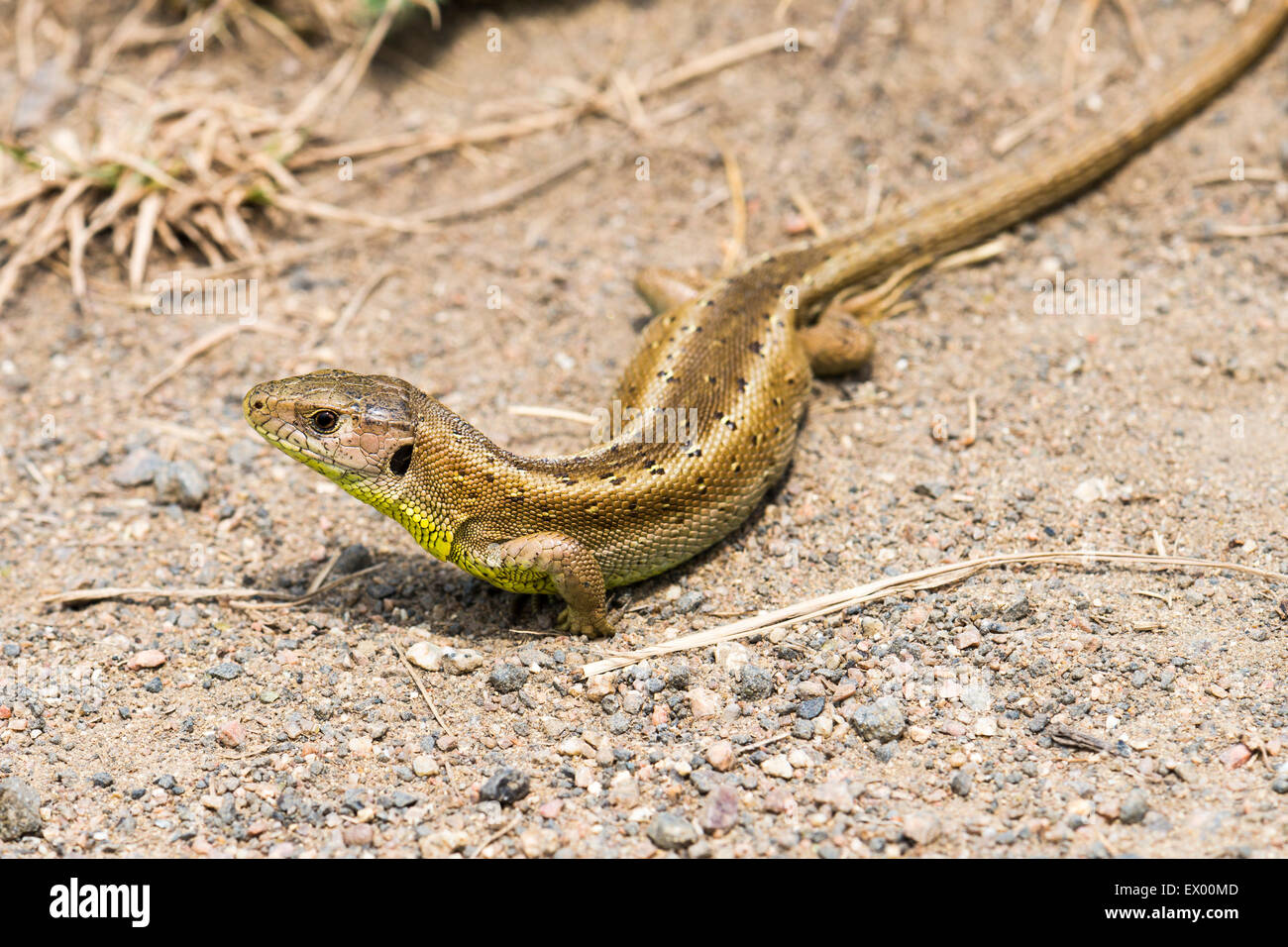 Sand lizard (Lacerta agilis), female, pregnant, basking on the wayside ...