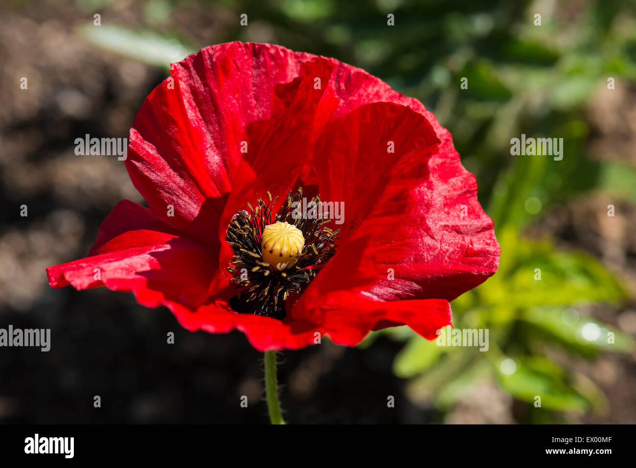 Poppy (Papaver sp.), red Stock Photo - Alamy