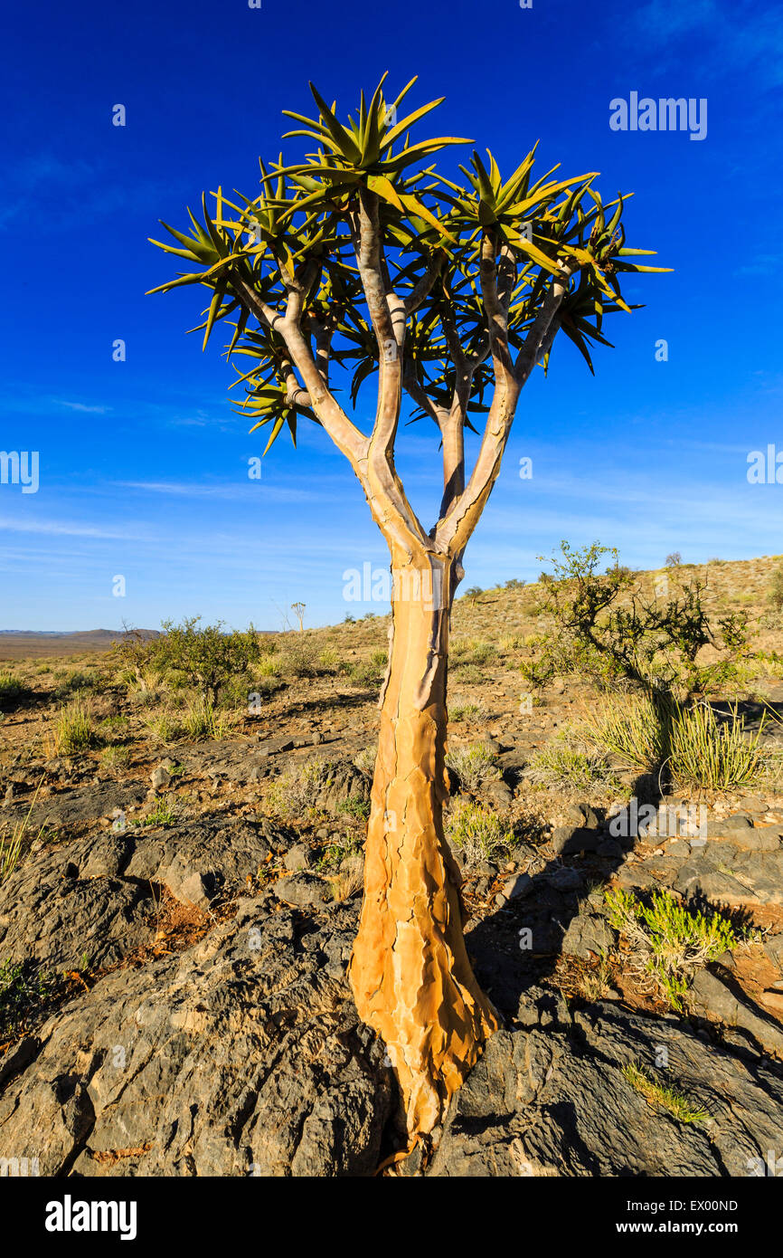 Quiver tree forest kokerboom woud hi-res stock photography and images ...