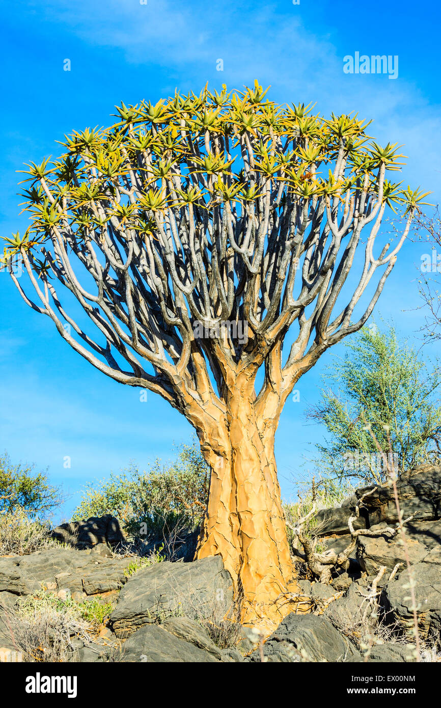 Quiver tree or kokerboom (Aloe dichotoma), Quiver Tree Forest or ...