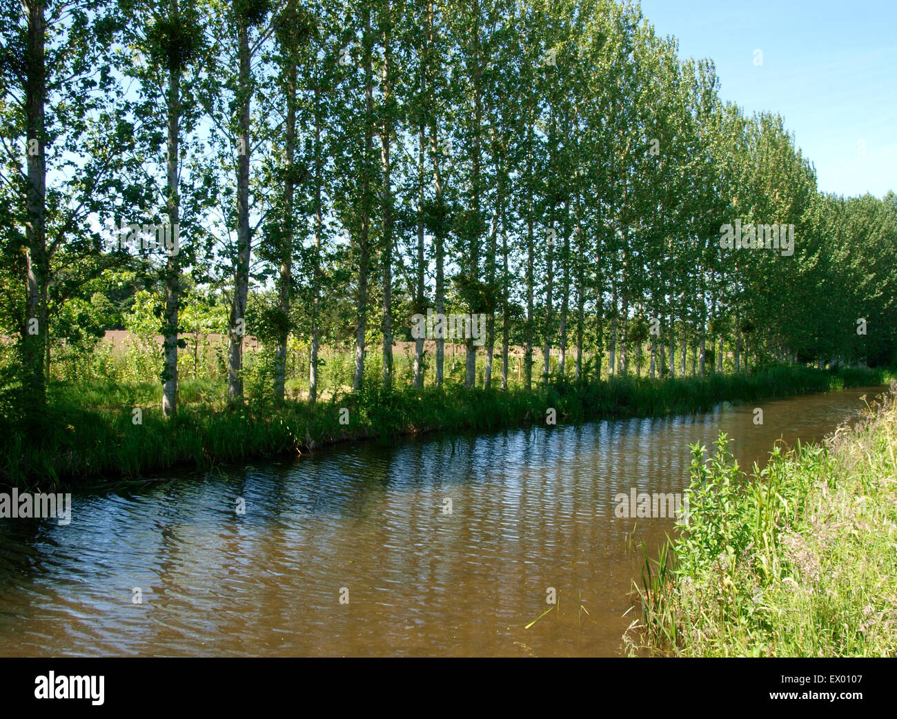 A row of tall trees lining the Bridgwater and Taunton canal, Somerset ...