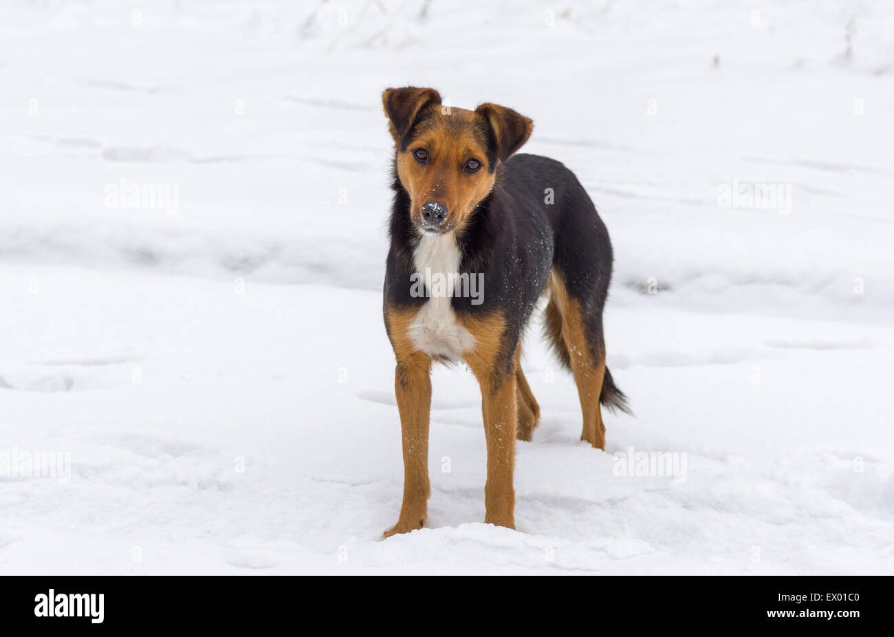 Begging pose hi-res stock photography and images - Alamy