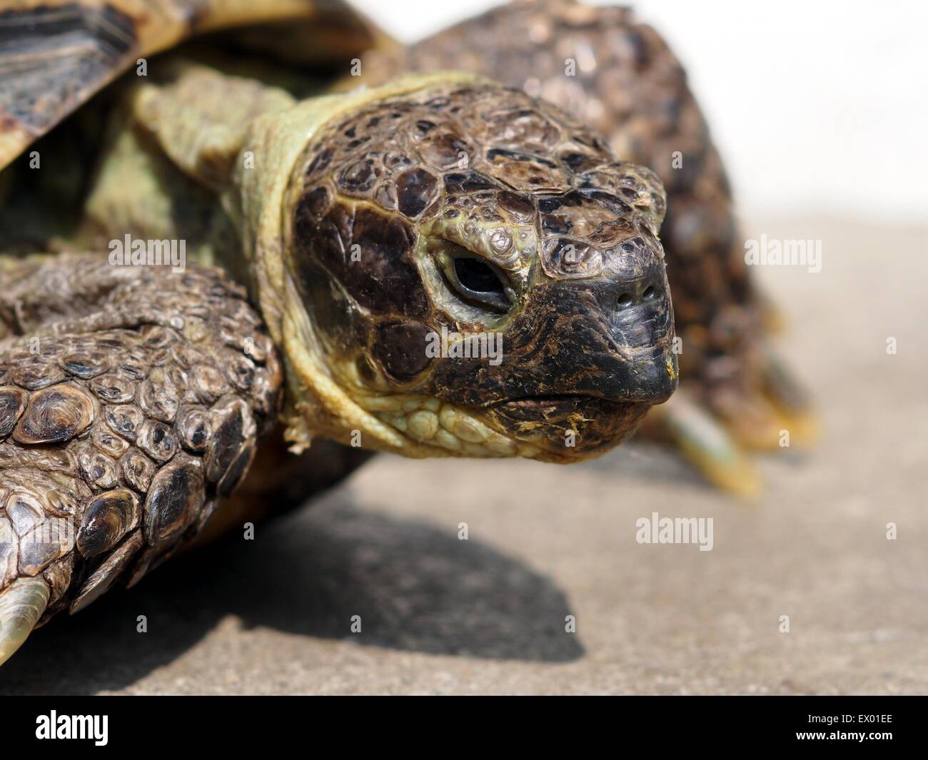 Stone tortoise hi-res stock photography and images - Alamy