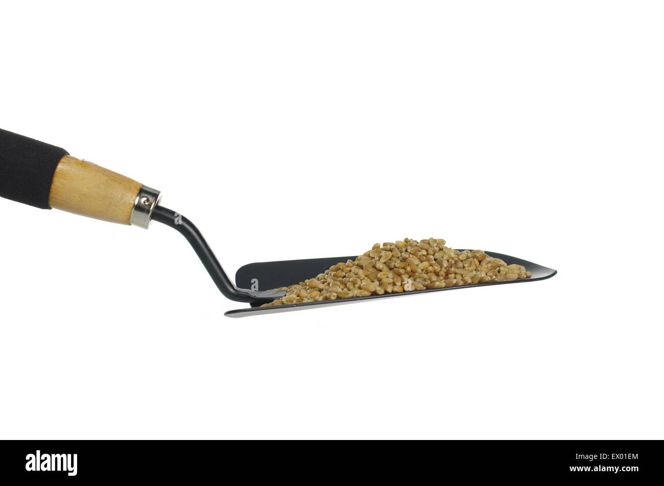 Corn blade Cut Out Stock Images & Pictures - Alamy