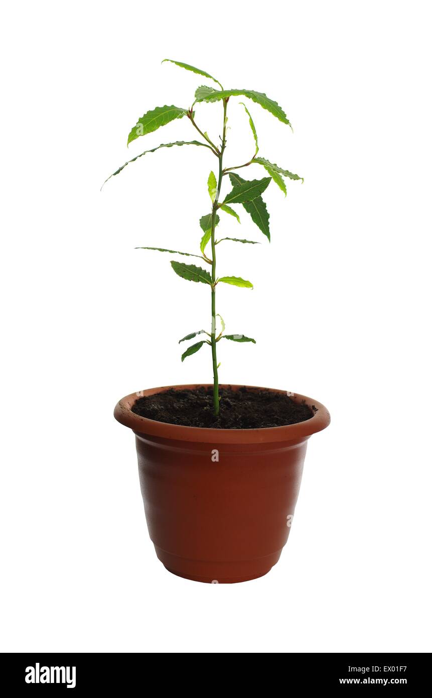 Pot topiary plant on Cut Out Stock Images & Pictures - Alamy