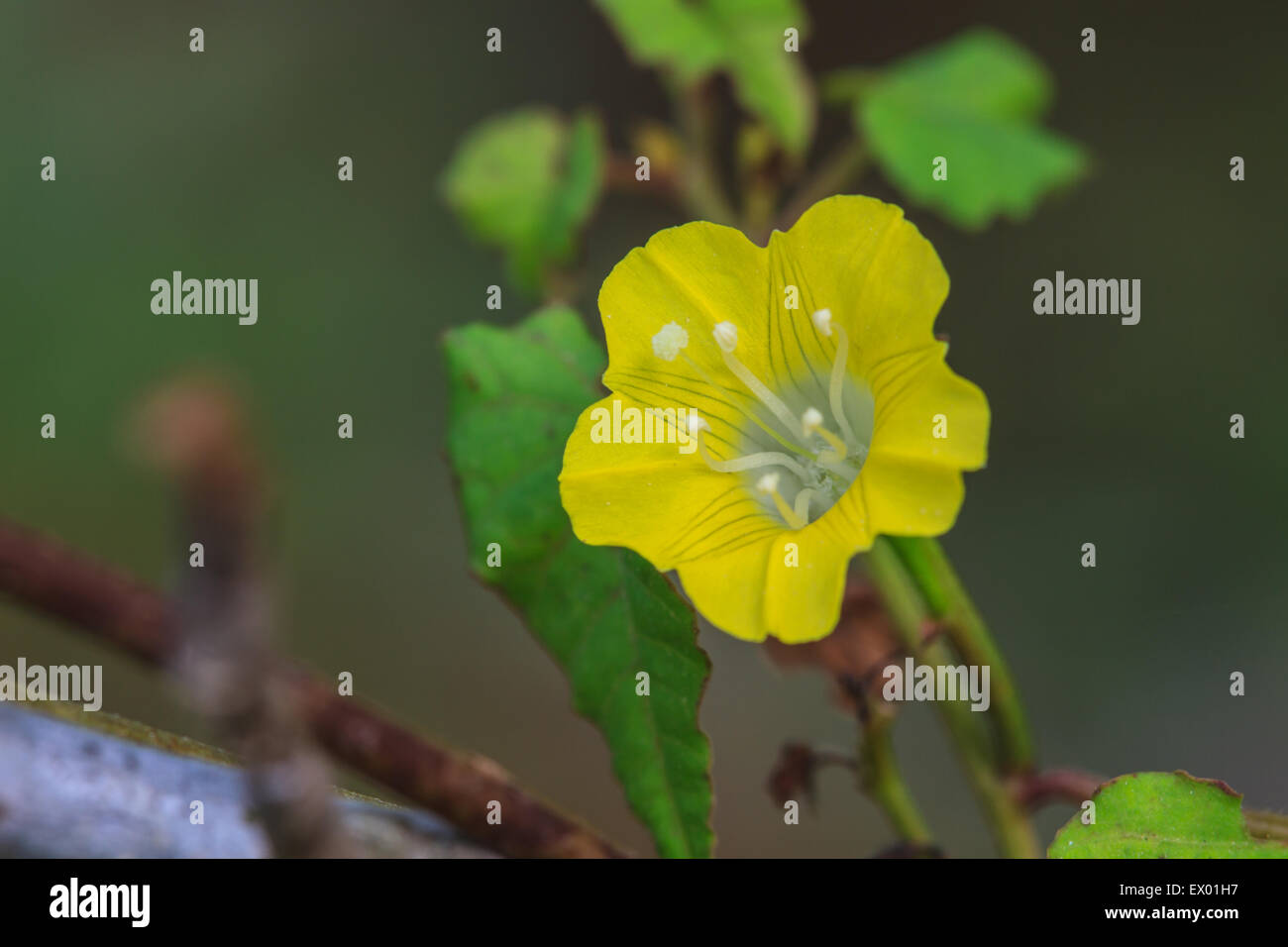 beautiful wild flower in forest, nature background Stock Photo - Alamy
