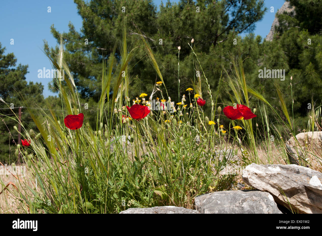 In spring common poppy is flowering in the ruins of Priene, an ancient ...