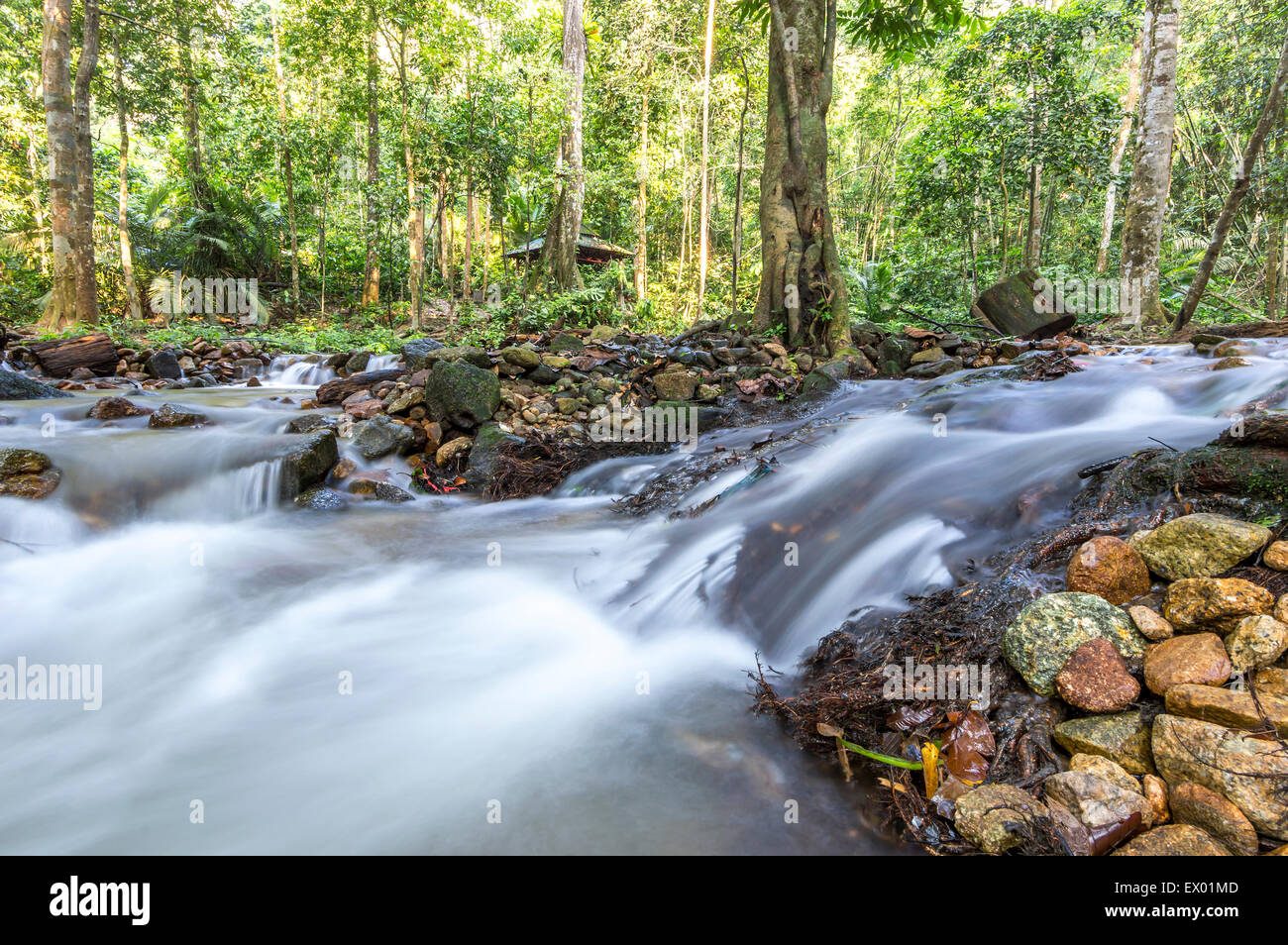Water stream at tropical forest Stock Photo - Alamy