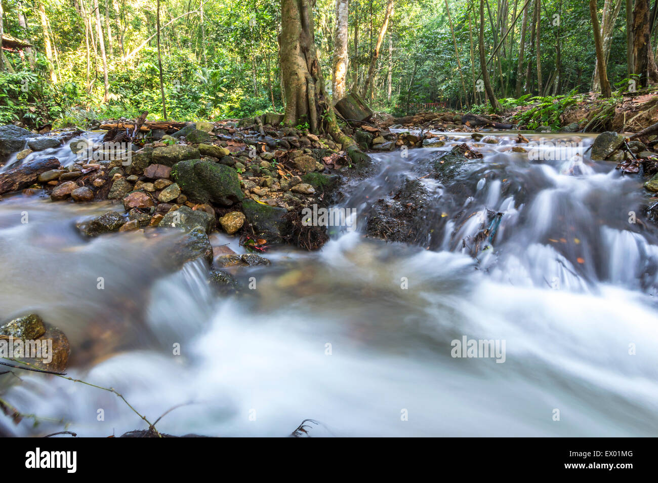 Water stream at tropical forest Stock Photo - Alamy