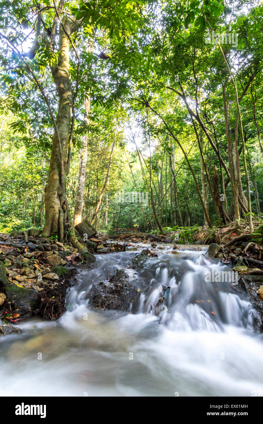 Water stream at tropical forest Stock Photo - Alamy