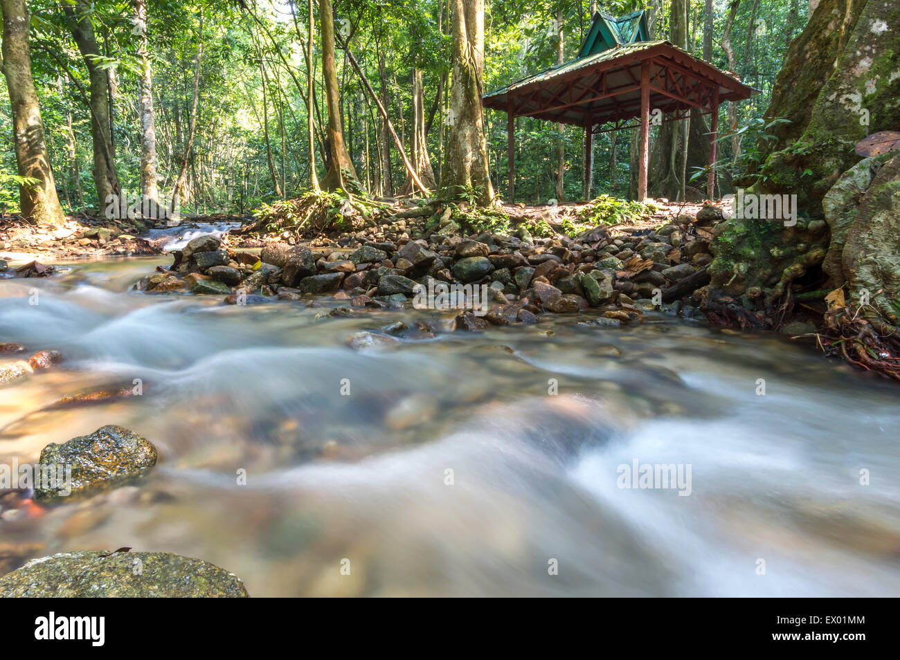 Water stream at tropical forest Stock Photo - Alamy