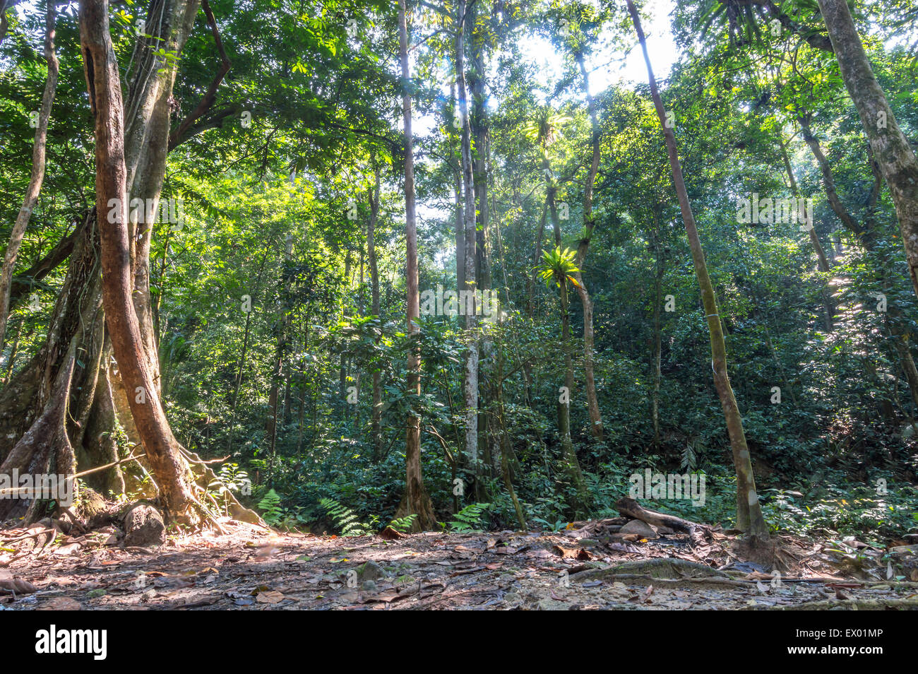 Congo rainforest plants hi-res stock photography and images - Alamy
