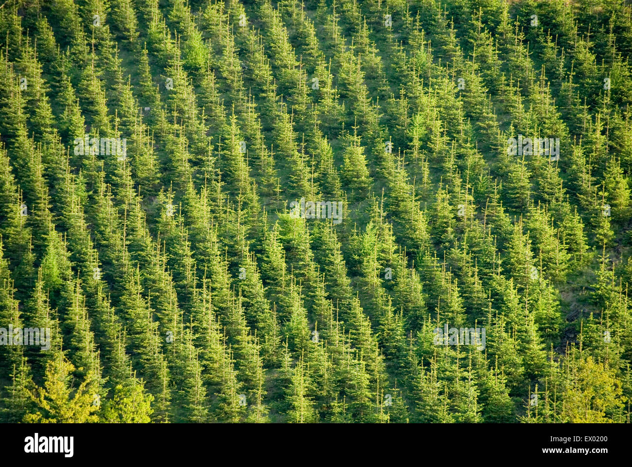Green diagonal lines of fir trees growing in a plantation on a steep ...
