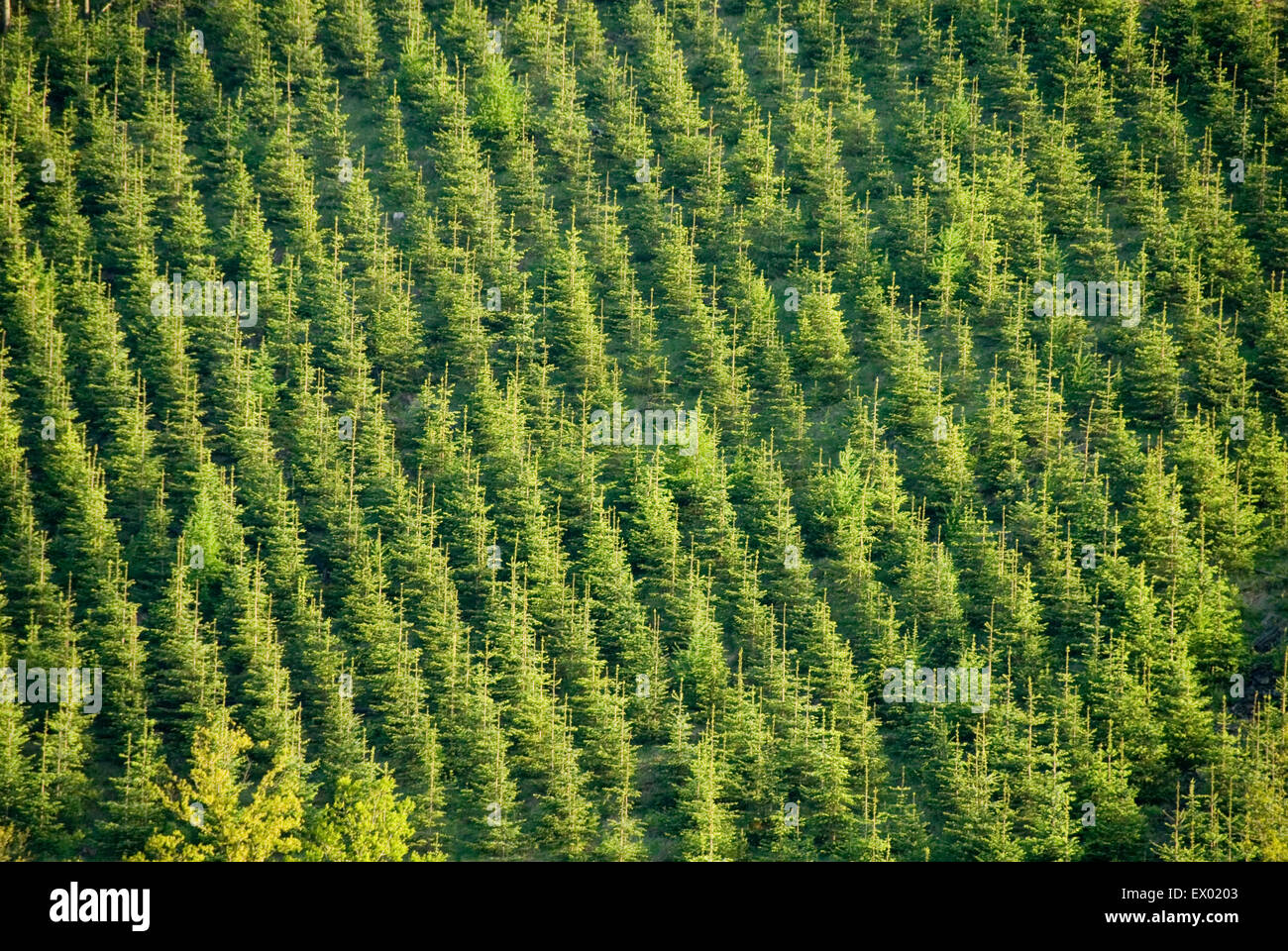 Green diagonal lines of fir trees growing in a plantation on a steep ...