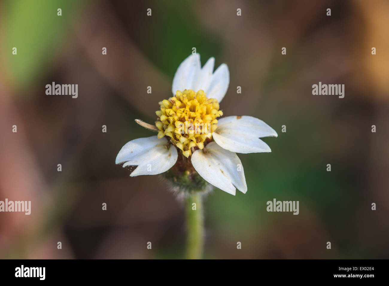 beautiful wild flower in forest, nature background Stock Photo - Alamy