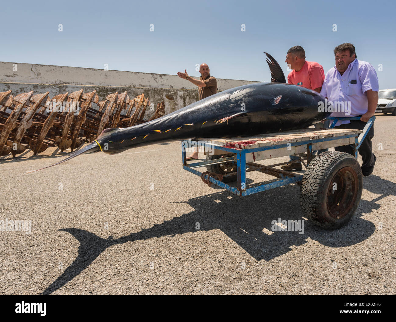 320 kg Tuna Fish. Tarifa, Cadiz, Andalusia, Spain Stock Photo - Alamy