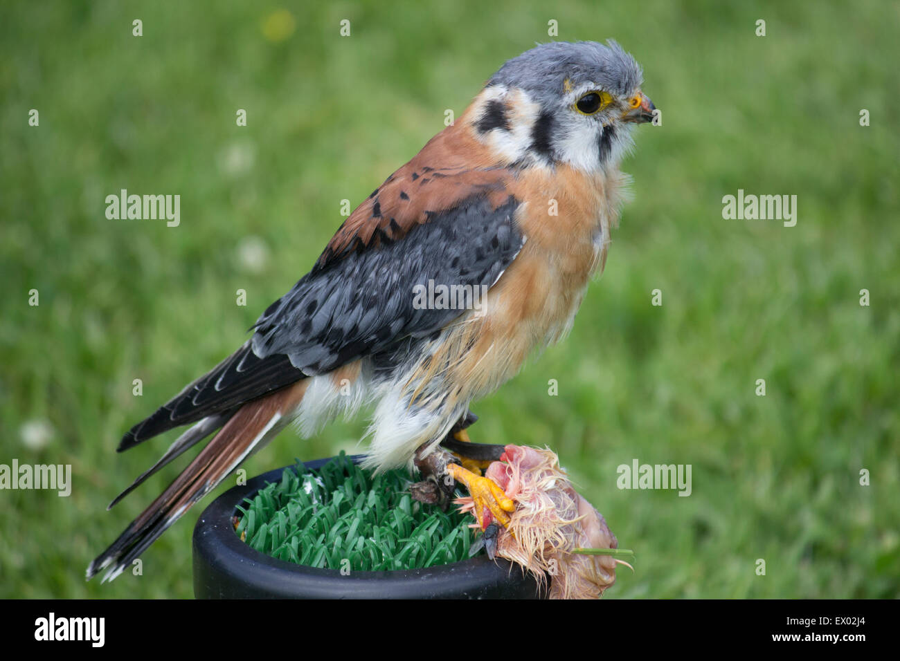 American kestral close up hi-res stock photography and images - Alamy