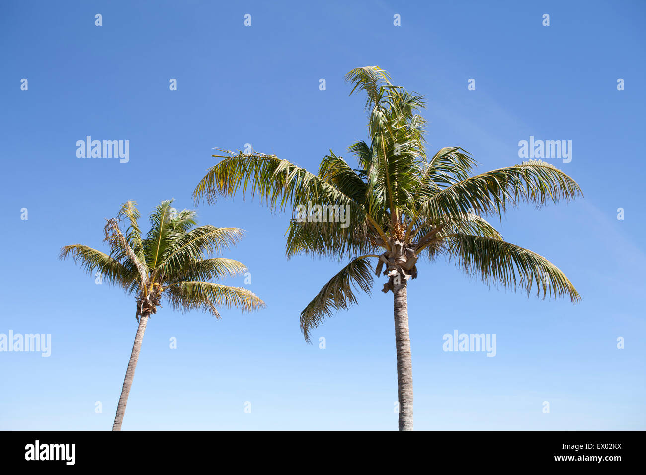 Upwards view of a Palm Tree Stock Photo - Alamy
