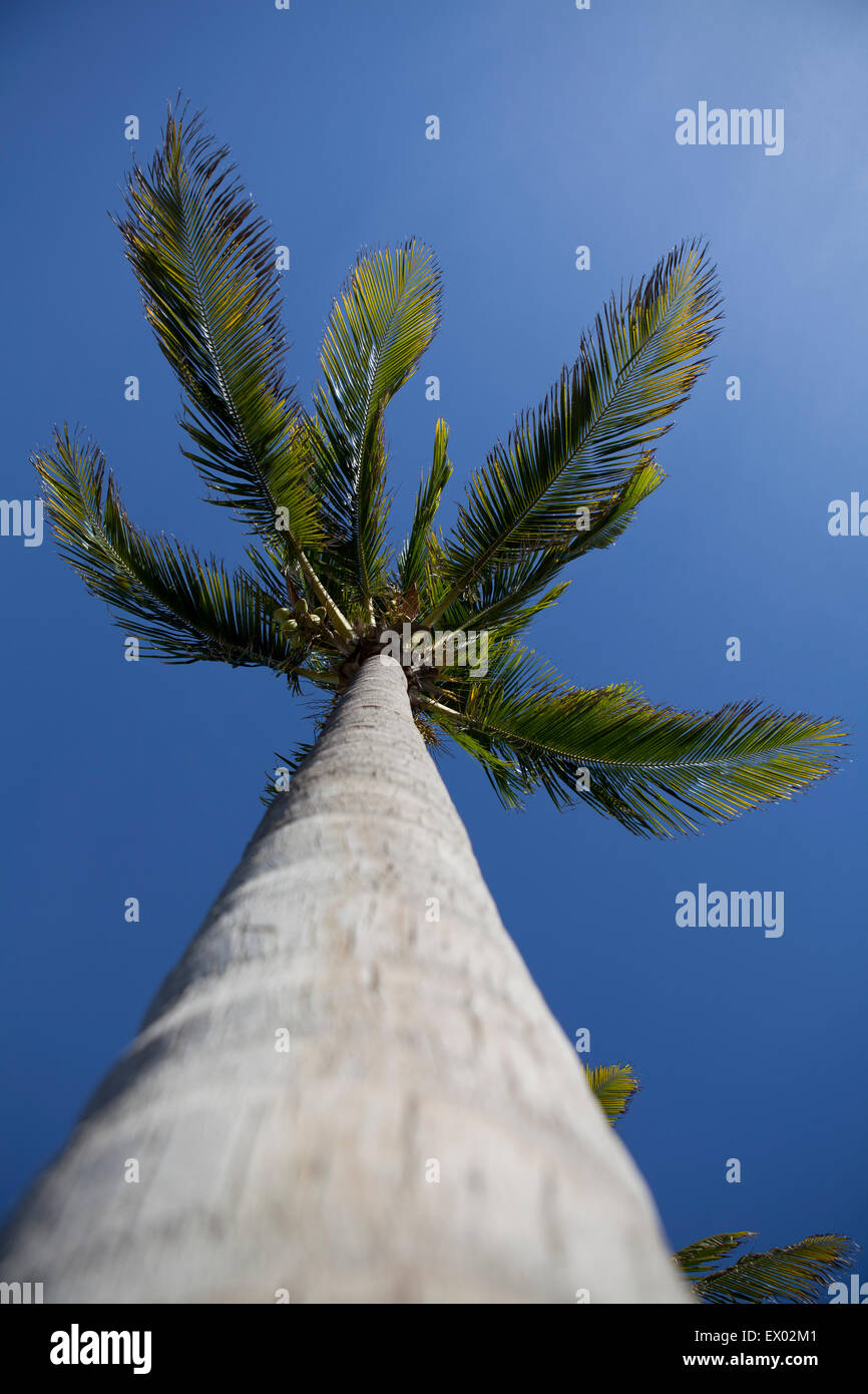 Upwards view of a Palm Tree Stock Photo - Alamy